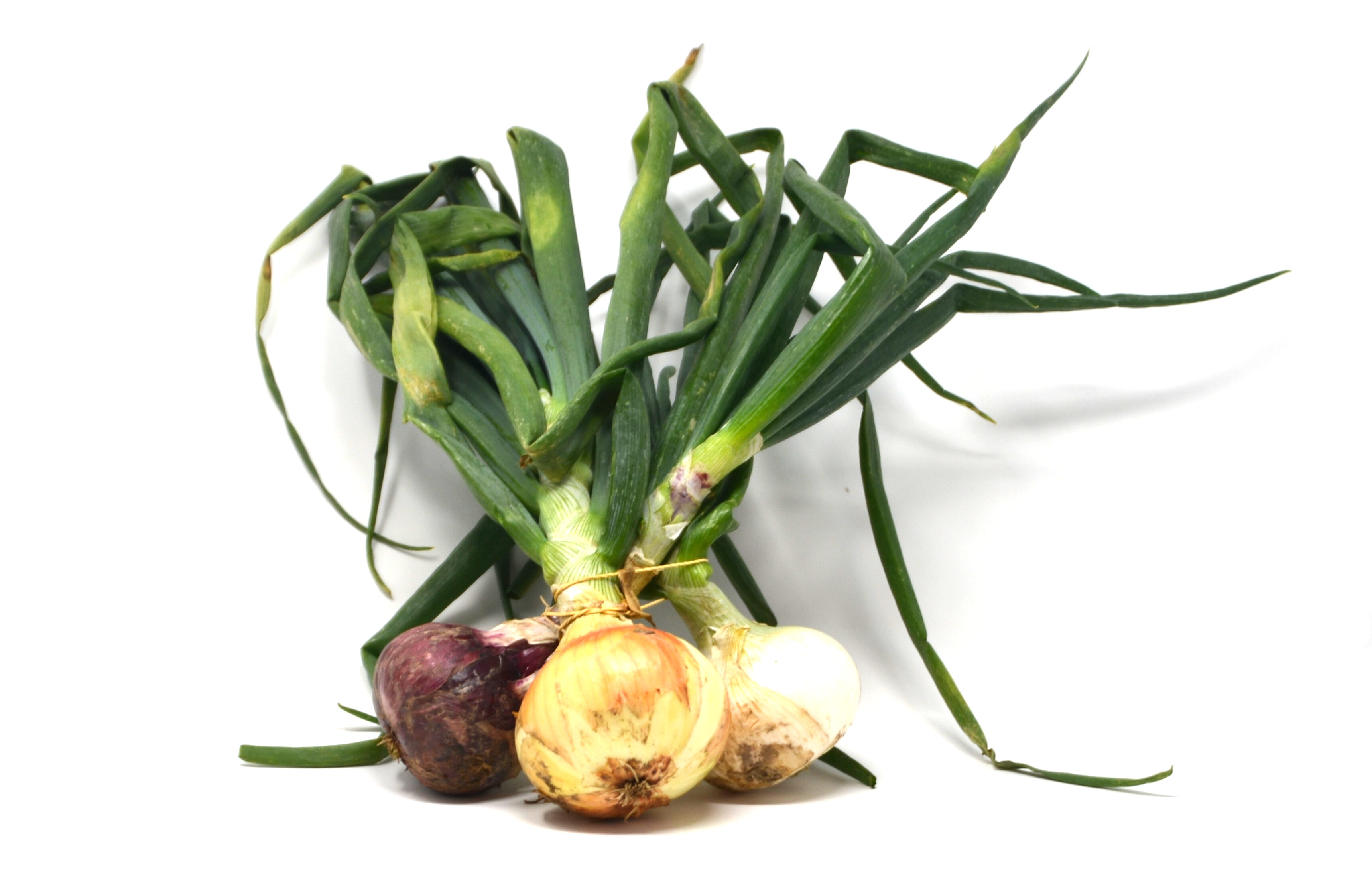 Oignons gros botte - d'ici